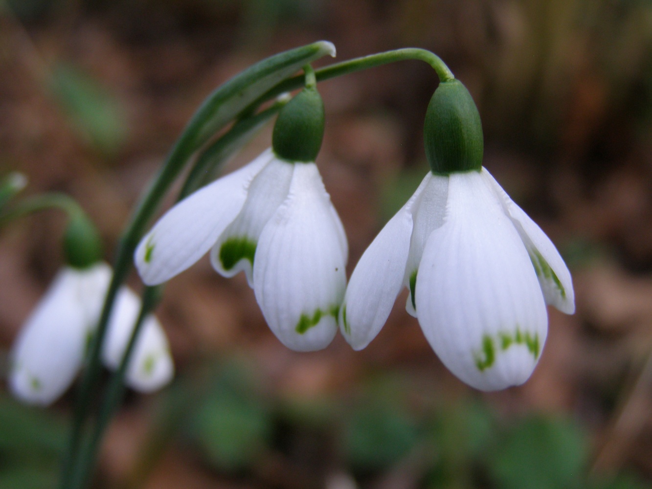 Galanthus 'Trym Baby' - monksilvernursery.co.uk